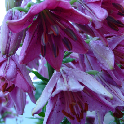 Planting Hardy Lilies - Alberta Regional Lily Society