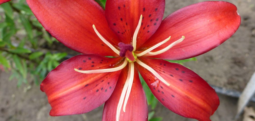 Home - Alberta Regional Lily Society