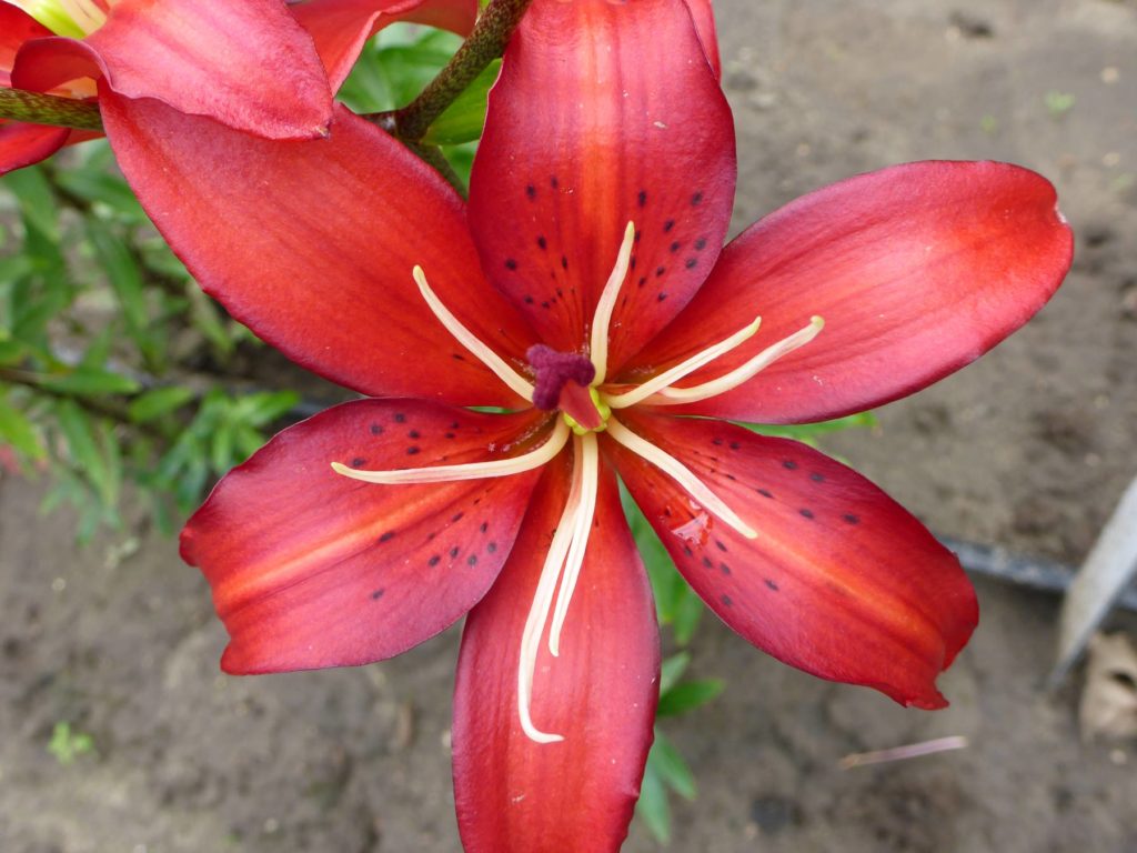 Fred-Fellner-hybrid_Asiatic - Alberta Regional Lily Society