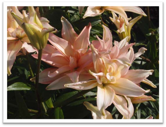 Lily Basics, Part 1: Taxonomy - Alberta Regional Lily Society