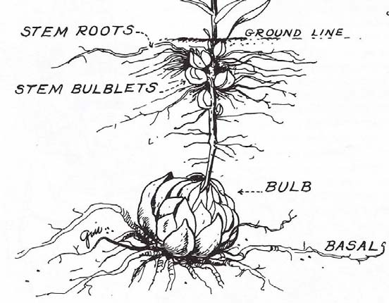 Lily Basics, Part 2: Morphology - Alberta Regional Lily Society