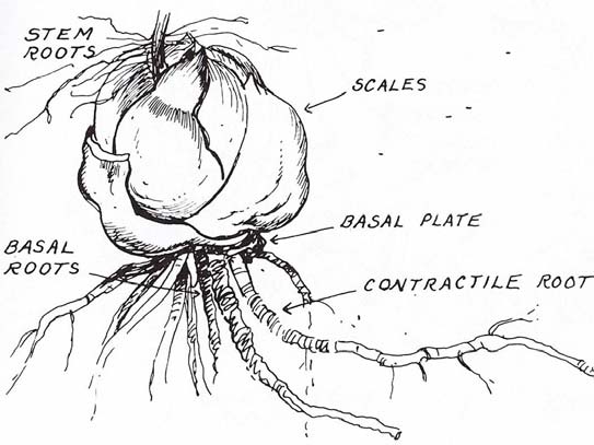 Lily Basics, Part 2: Morphology - Alberta Regional Lily Society