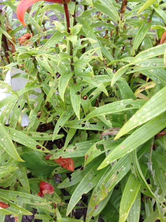 Lily Basics, Part 5: Pests and Diseases of Lilies - Alberta Regional ...