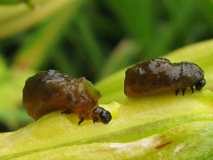 Lily Basics, Part 5: Pests and Diseases of Lilies - Alberta Regional ...