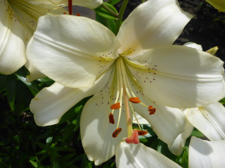Royal Lace LA - Alberta Regional Lily Society