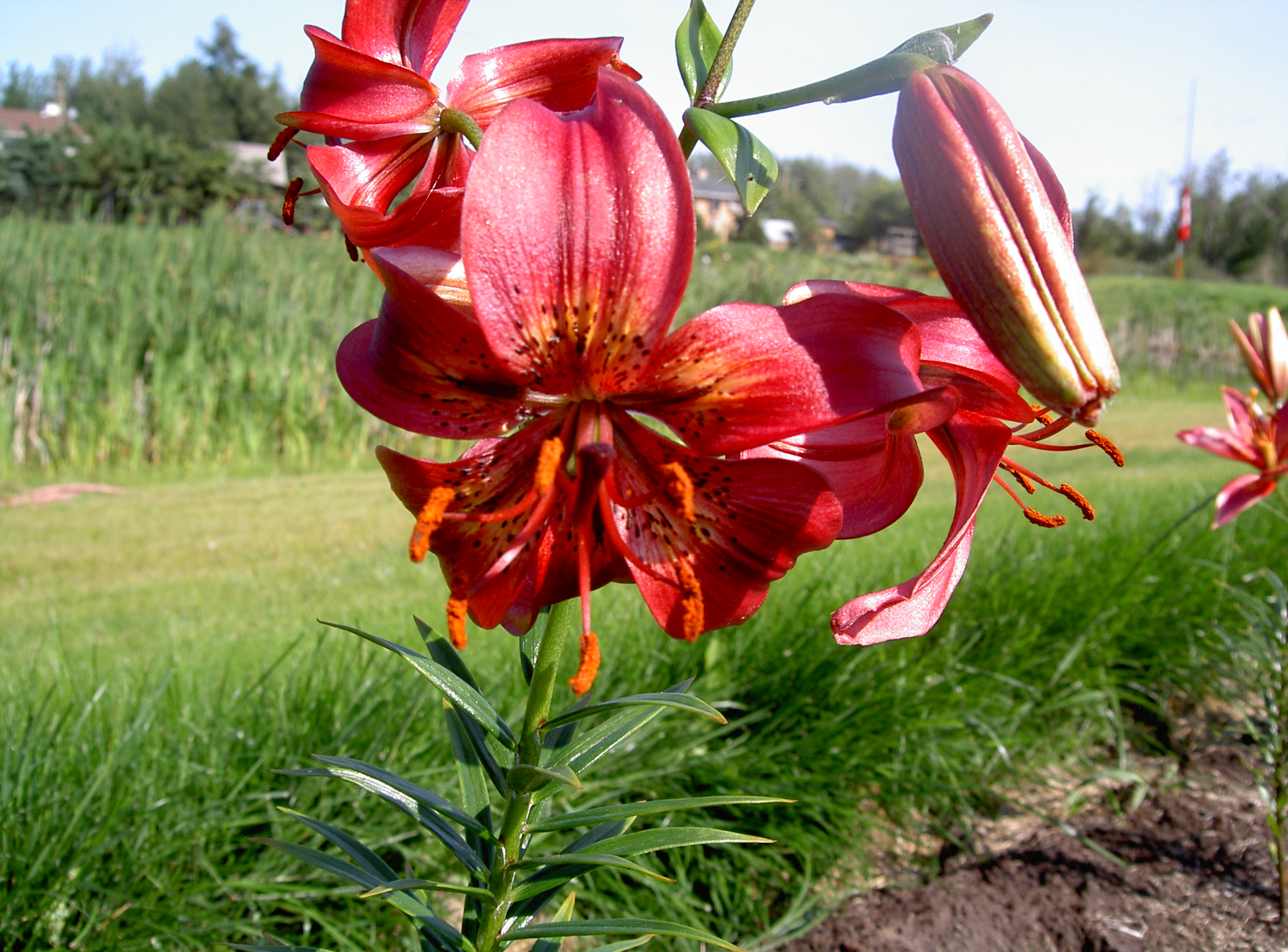 Cherry Wheels LA - Alberta Regional Lily Society