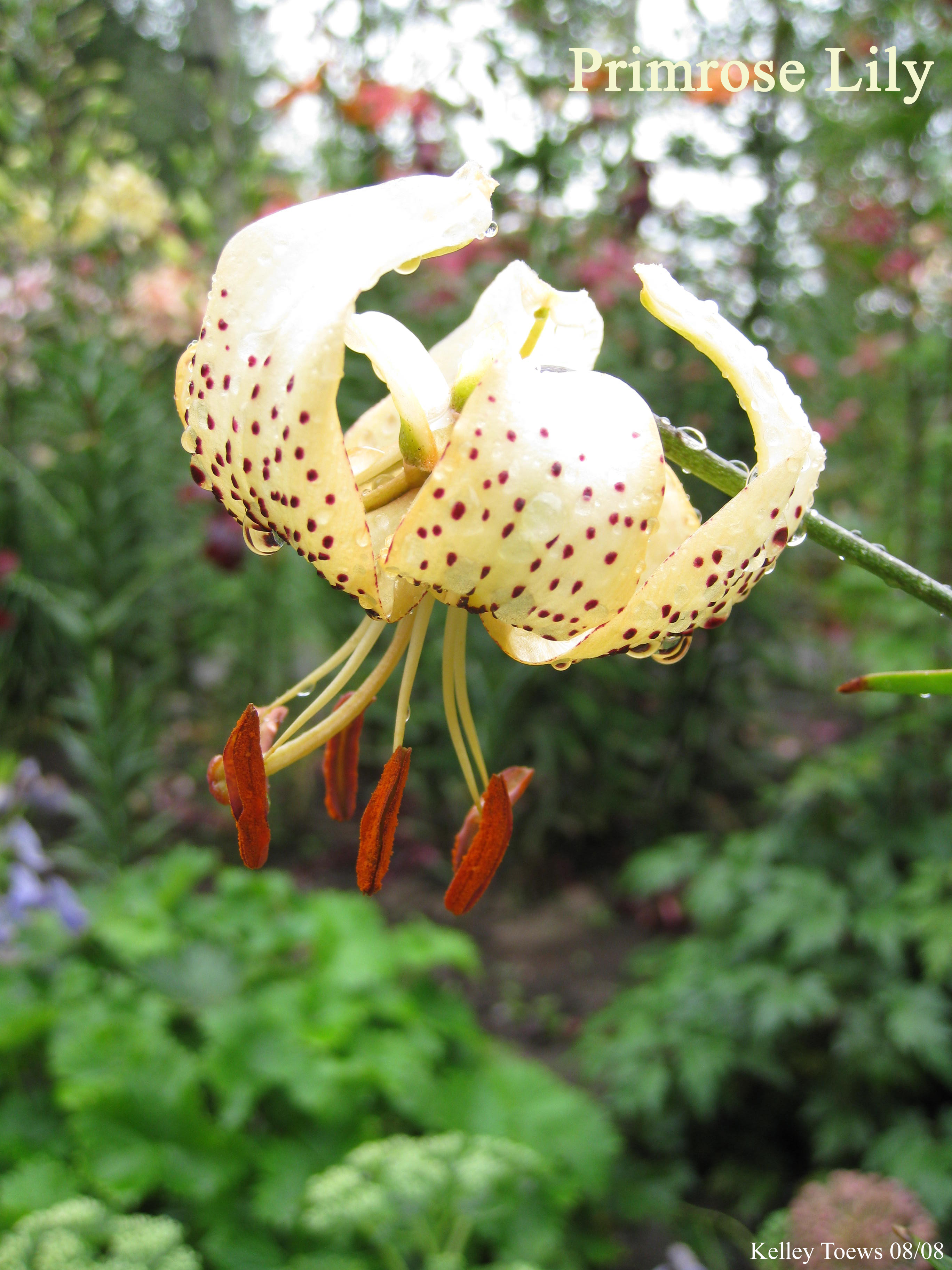 Primrose Lady - Alberta Regional Lily Society