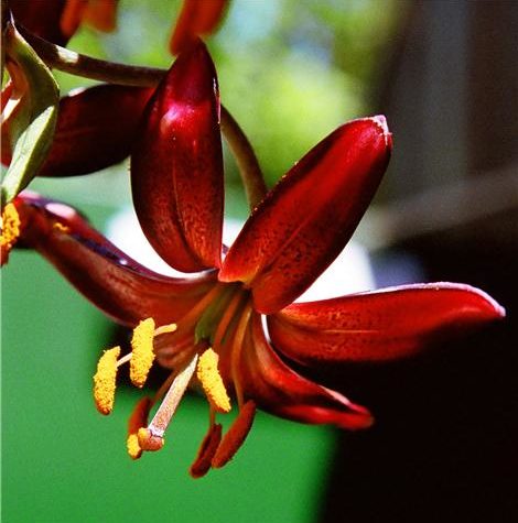 Home - Alberta Regional Lily Society