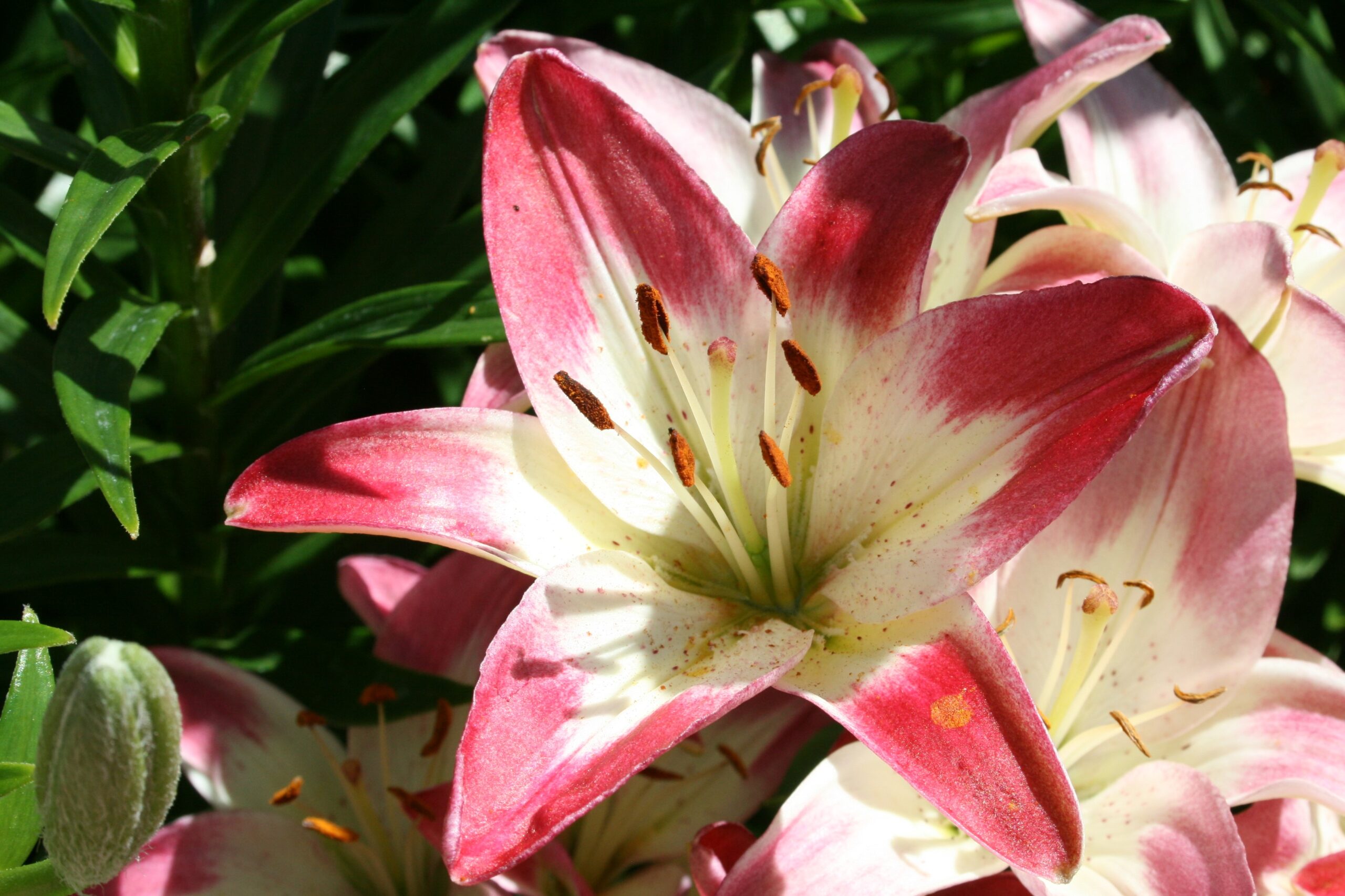 Calgary Lily Bulb Sale - Alberta Regional Lily Society