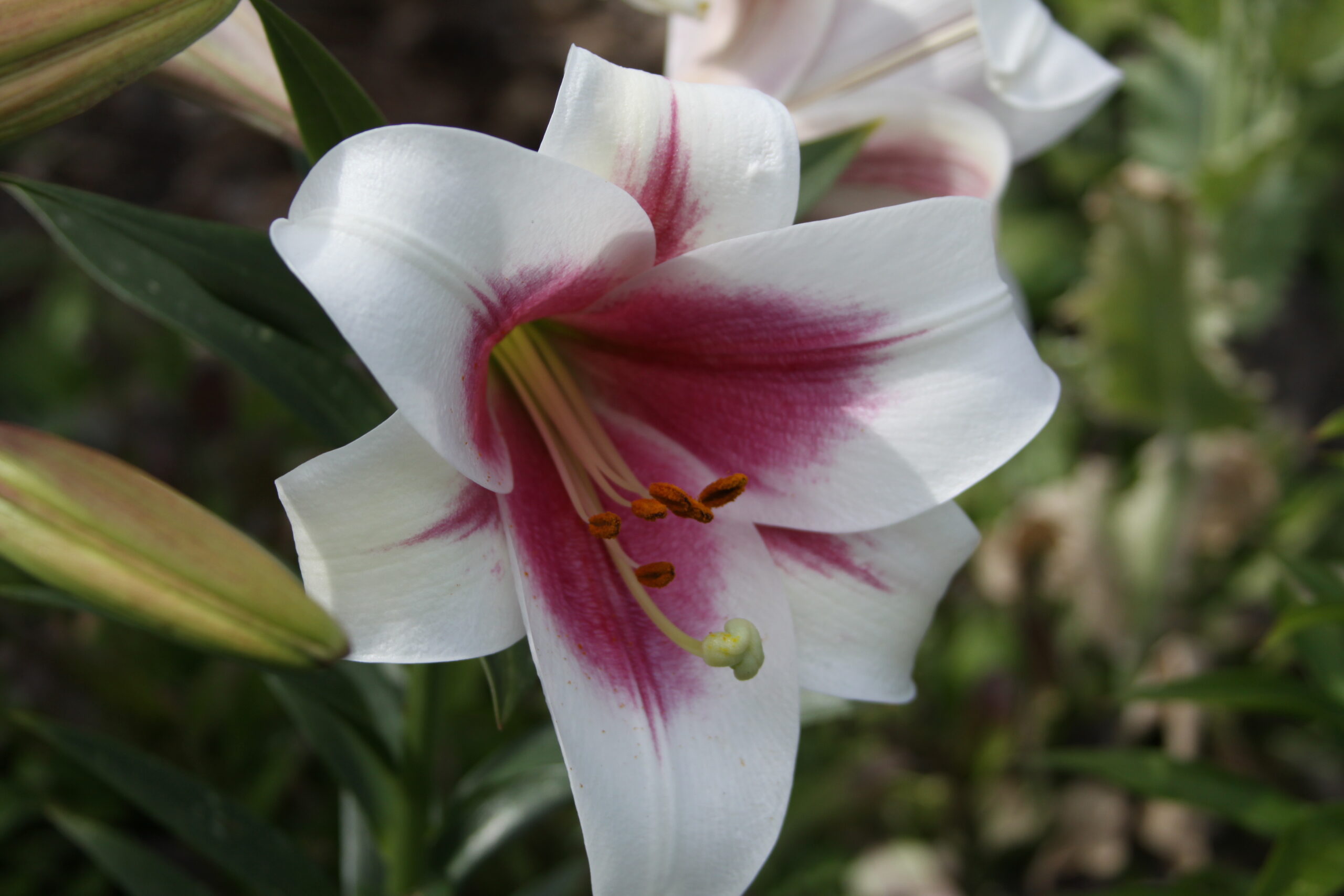 Home - Alberta Regional Lily Society