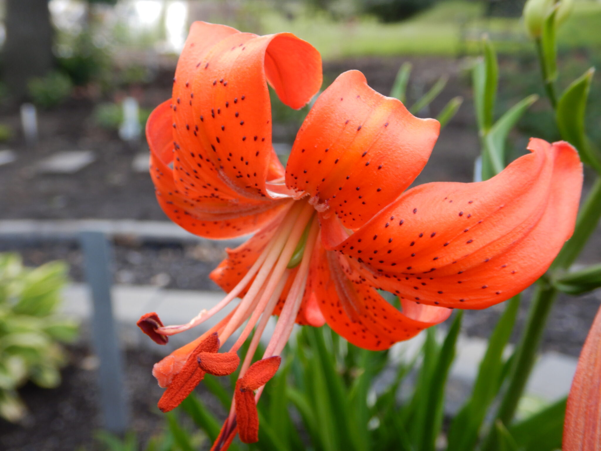 Brenda Watts - Alberta Regional Lily Society