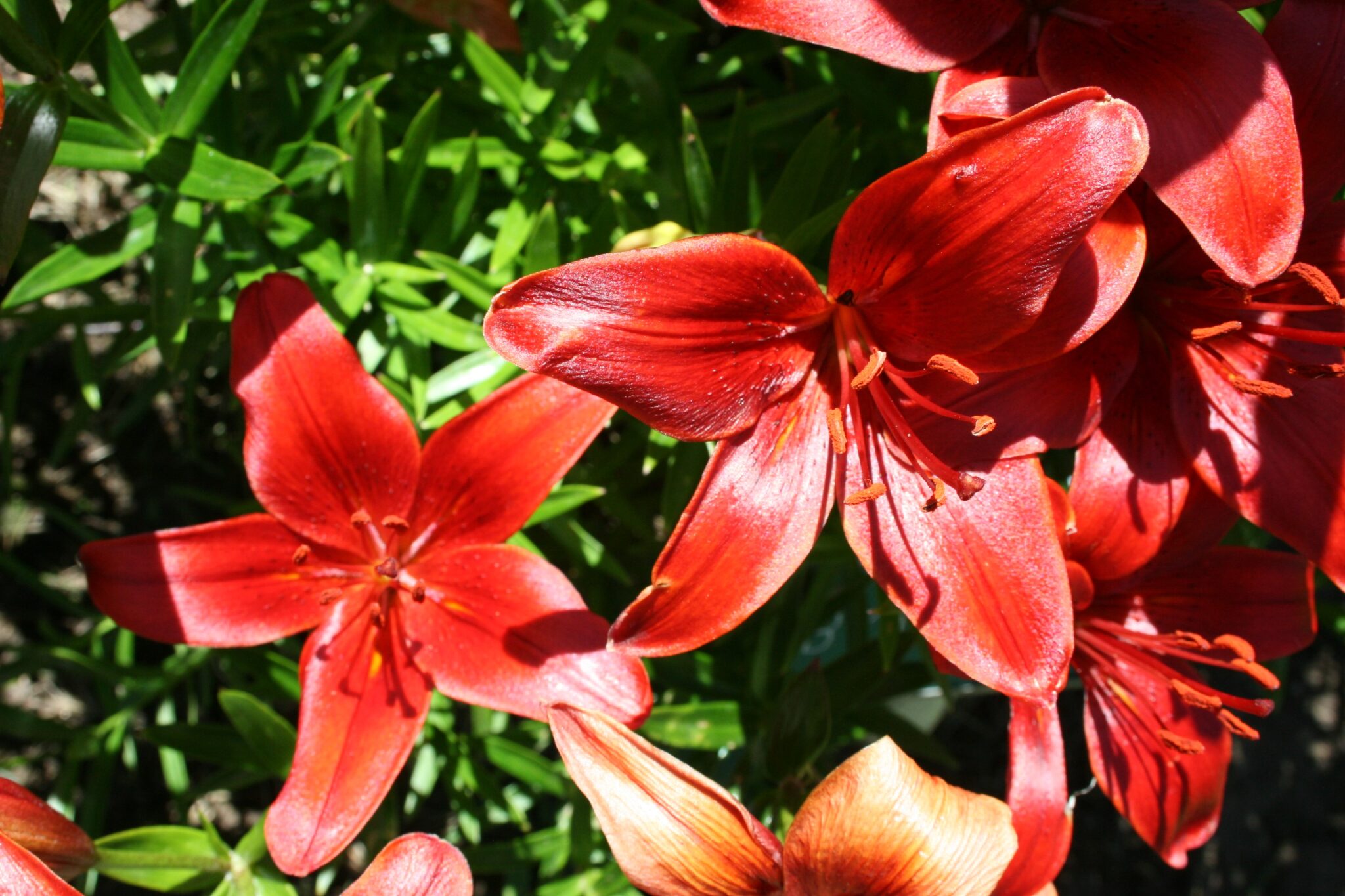 Byam's Ruby - Alberta Regional Lily Society