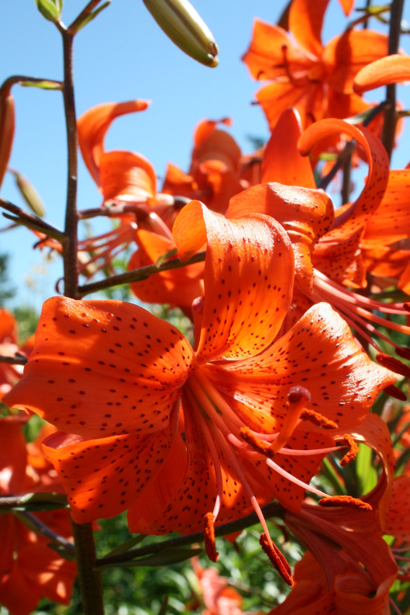 Edna Kean - Alberta Regional Lily Society