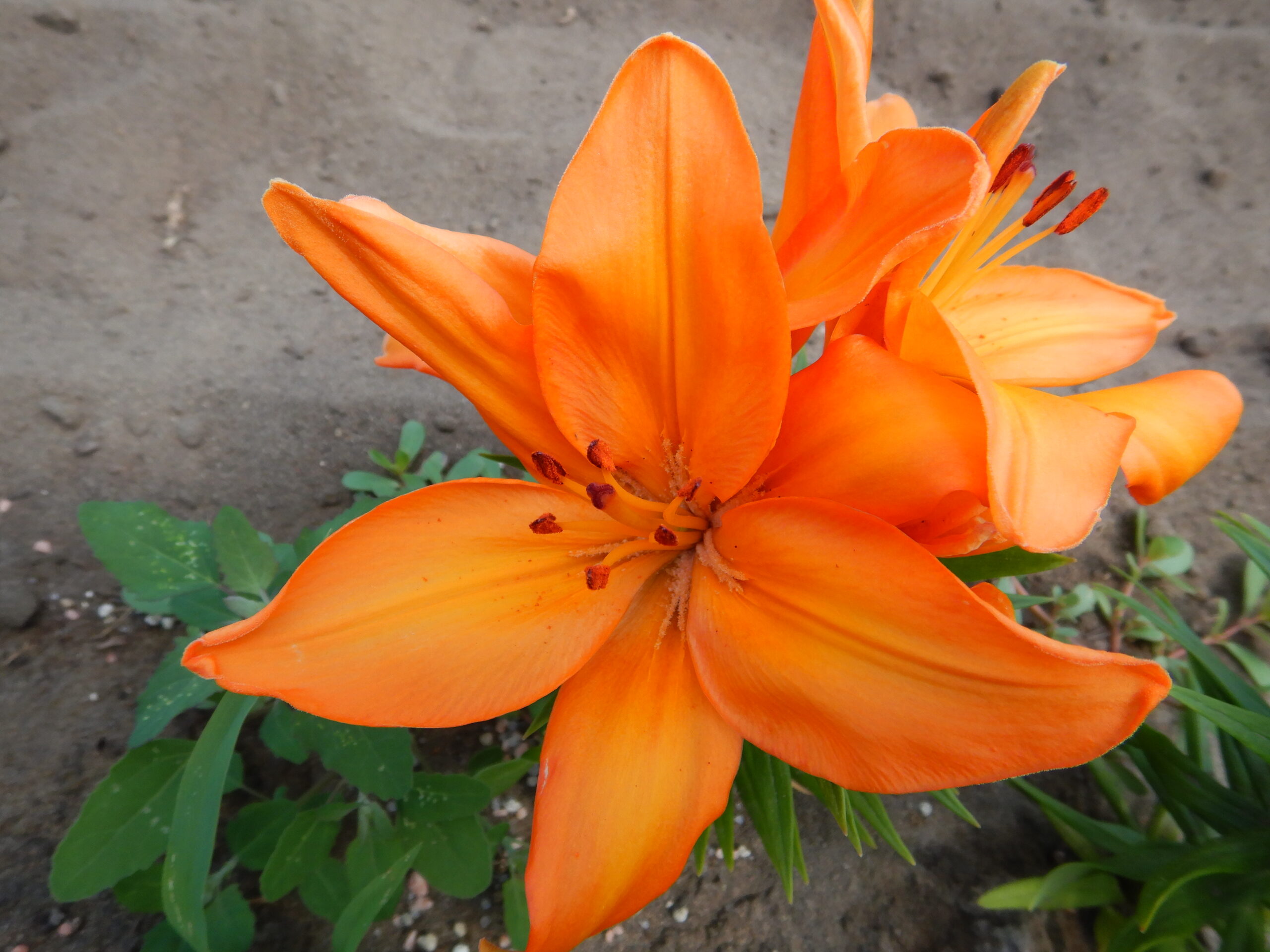 Lava Joy - Alberta Regional Lily Society