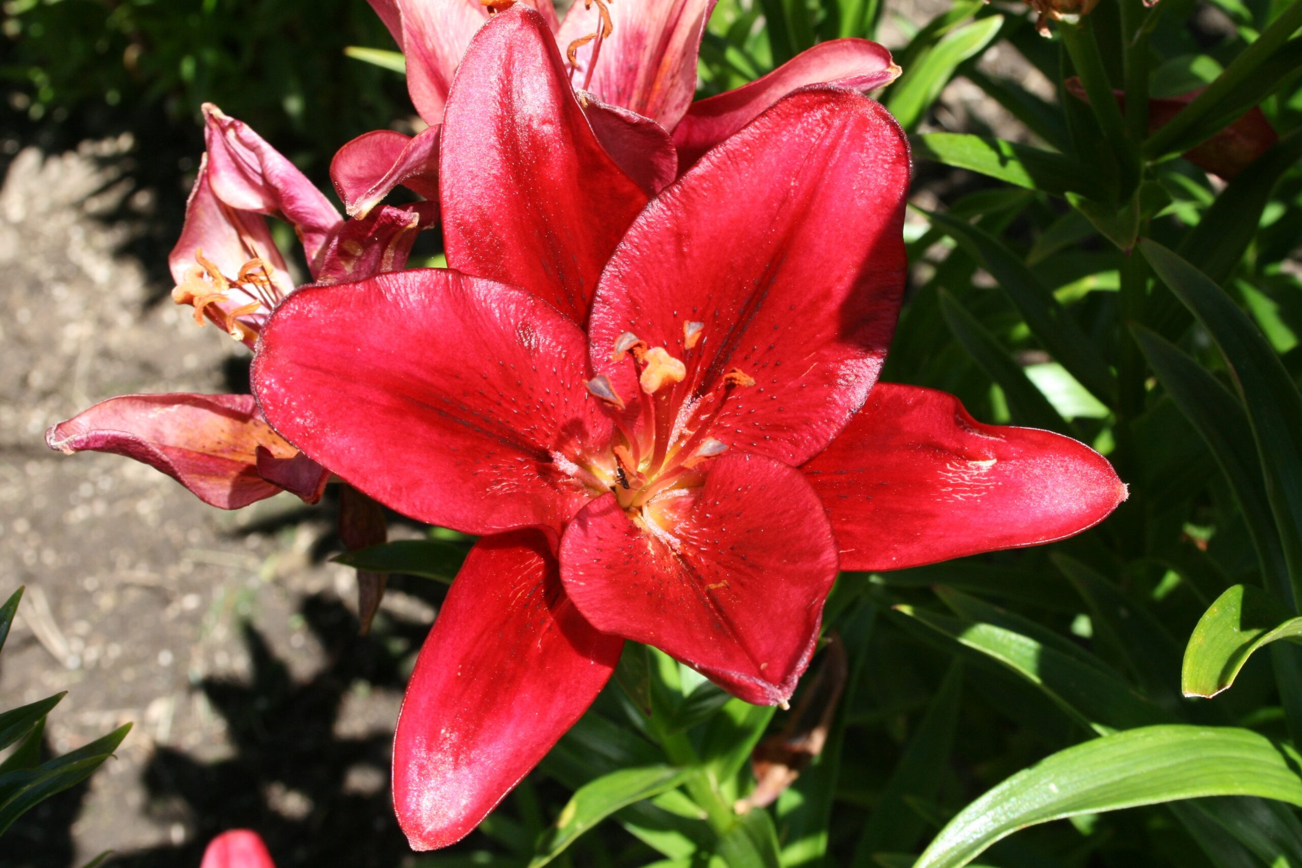 Red Alert LA - Alberta Regional Lily Society