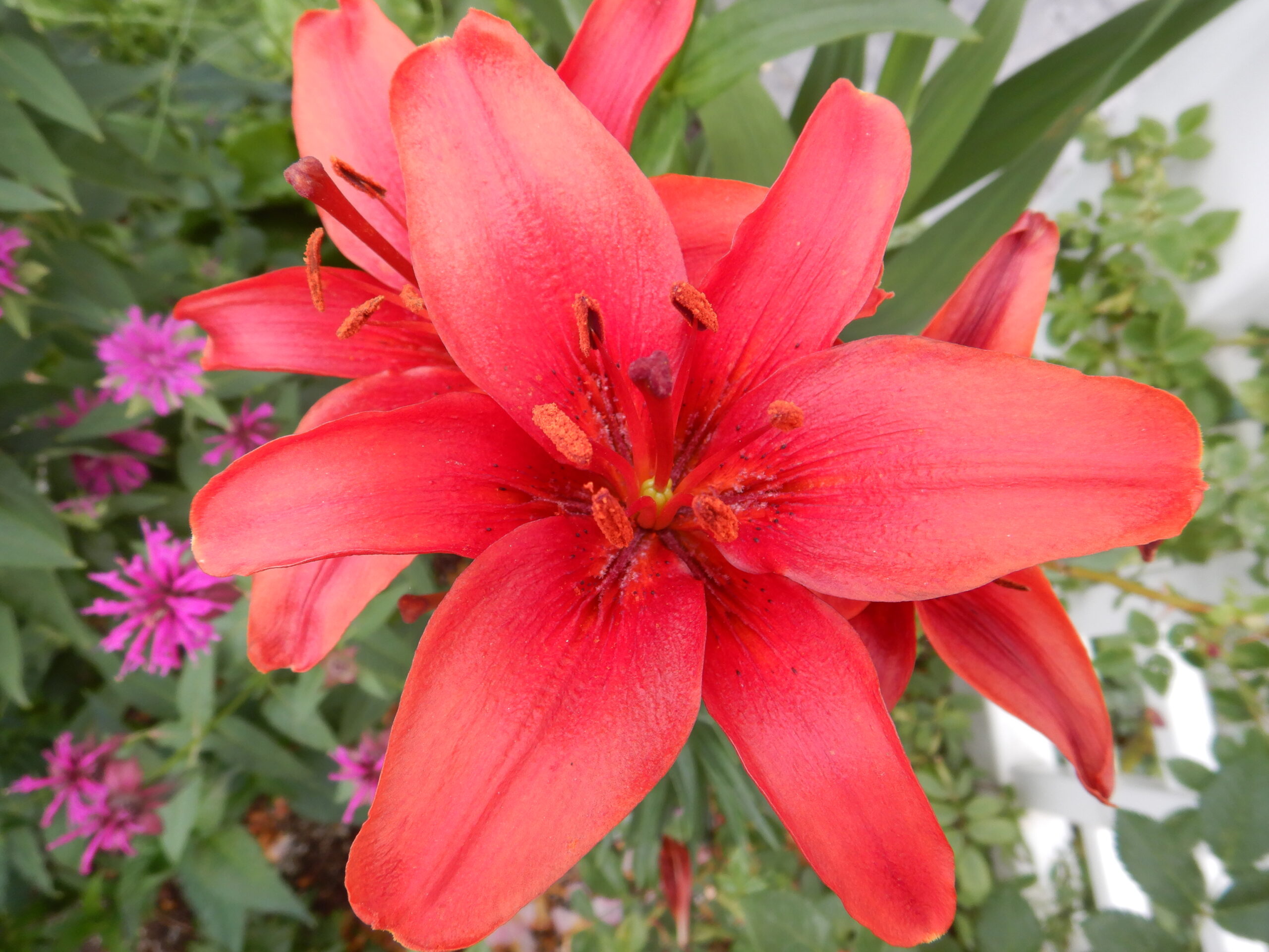 Red Country - Alberta Regional Lily Society