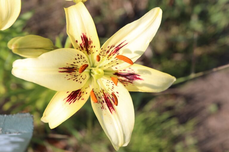 Home - Alberta Regional Lily Society